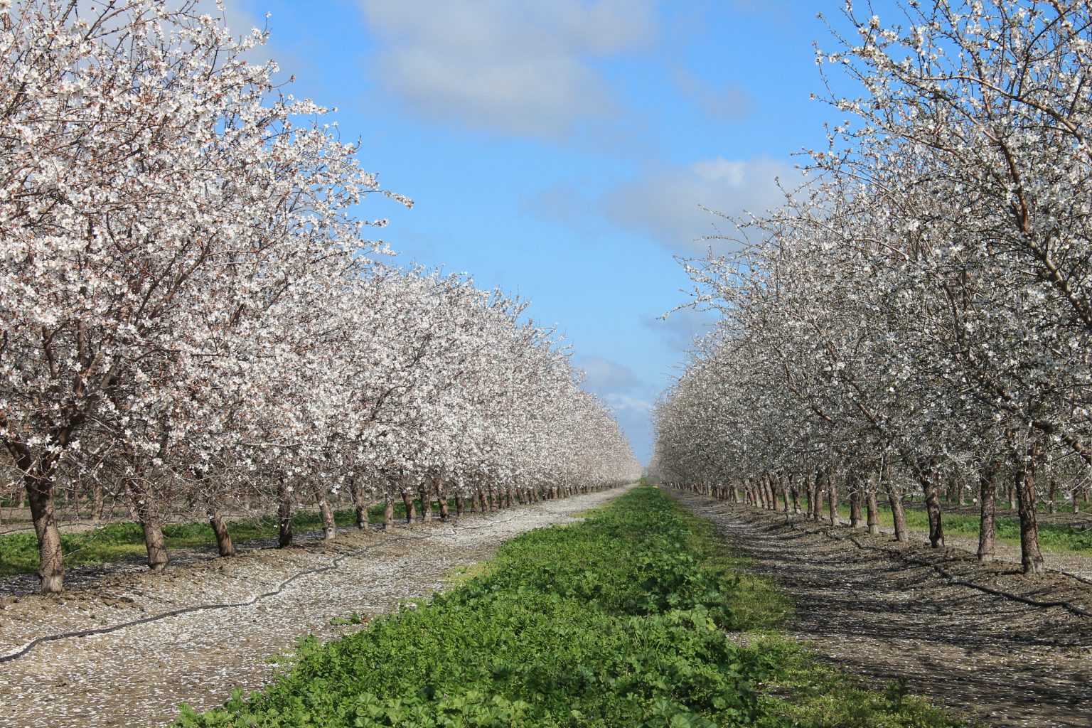 Sir David Attenborough Talks Almond Pollination on the BBC's The Green ...